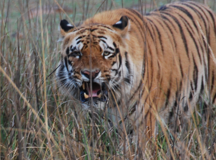 Counting Tigers. Well, Not Quite… – Seekers Are Finders